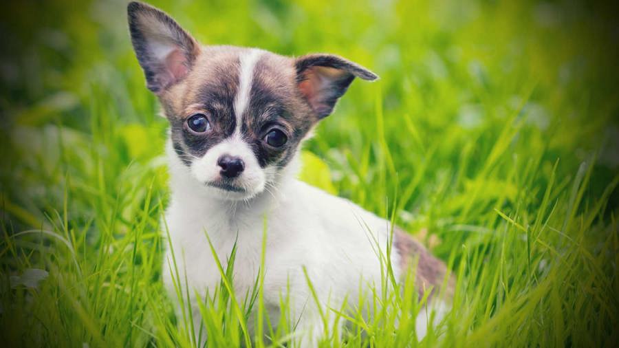 Happiness Is a Warm Puppy? - iDisciple